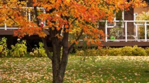 Are Japanese Maple Trees Poisonous To Dogs? - Yard Troop