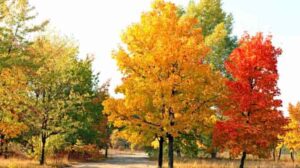 Can You Grow Maple Trees Indoors? [Best Type to Grow Indoors] - Yard Troop