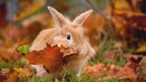 Can Rabbits Eat Maple Tree Leaves? - Yard Troop