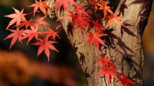 How Do Maple Trees Help The Environment? - Yard Troop